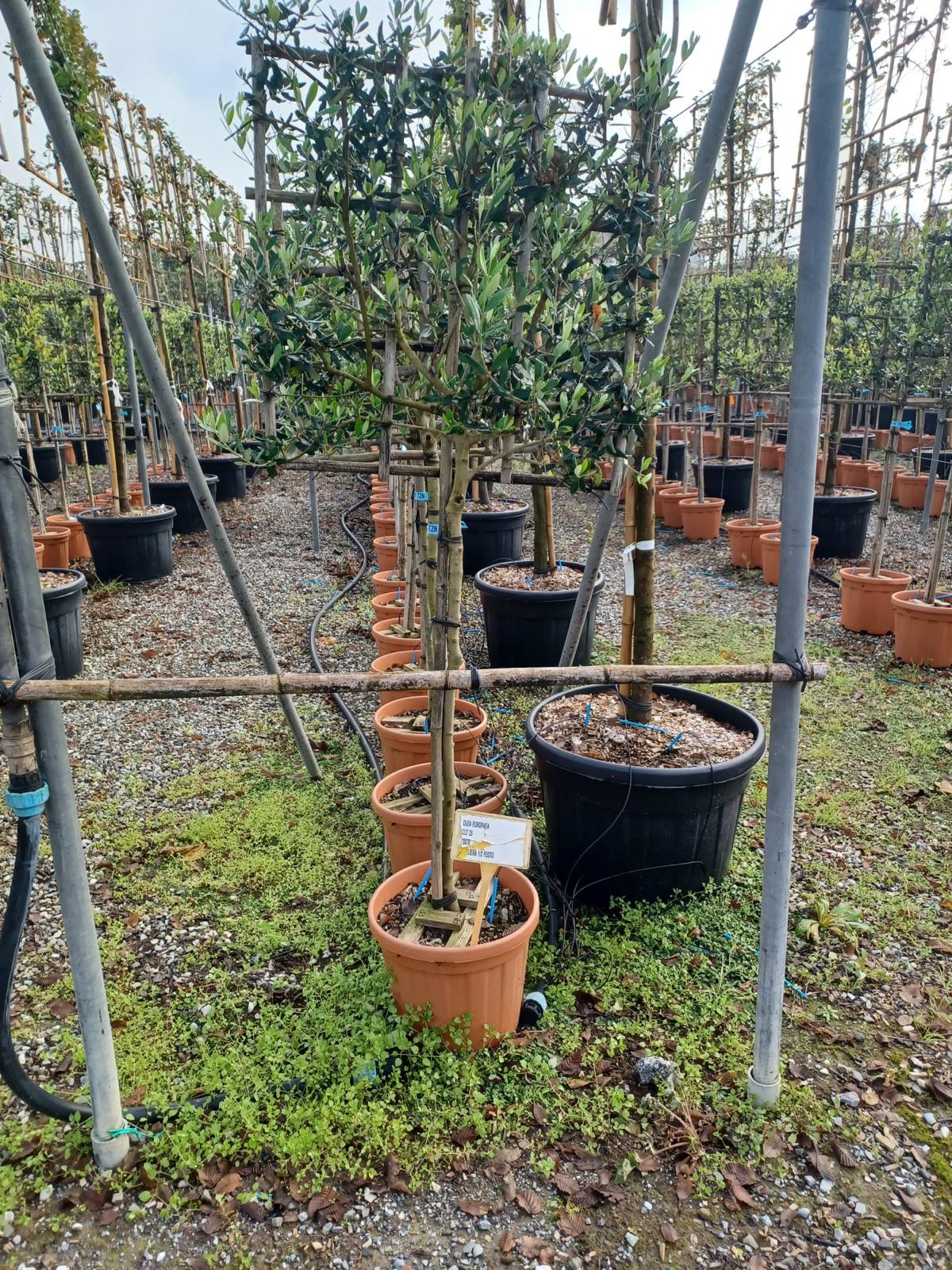 Seagrave Nurseries - Olive Tree Pleached, 90-100cm Stem, 8-10cm Girth, 70x70cm Frame